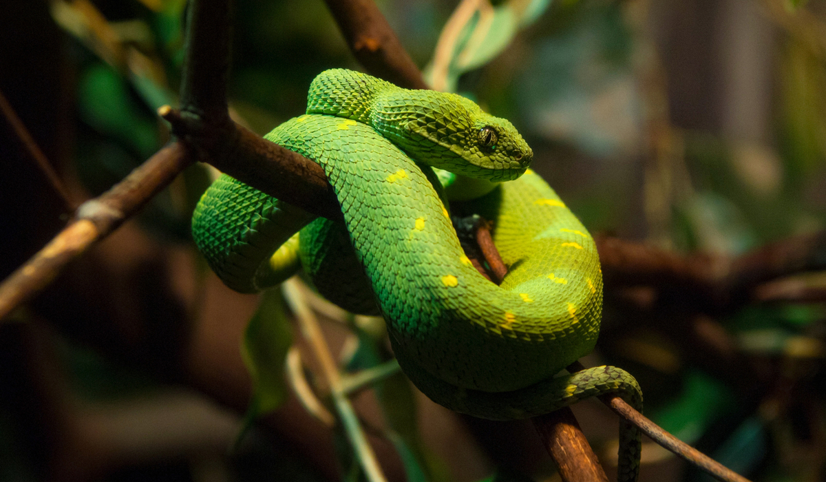 Sergey's Zoo - Snakes